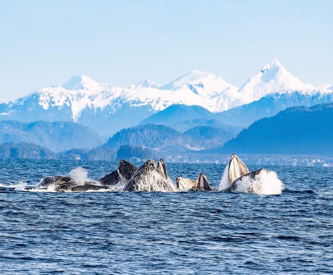 Gallery - Canadian Adventure Charters